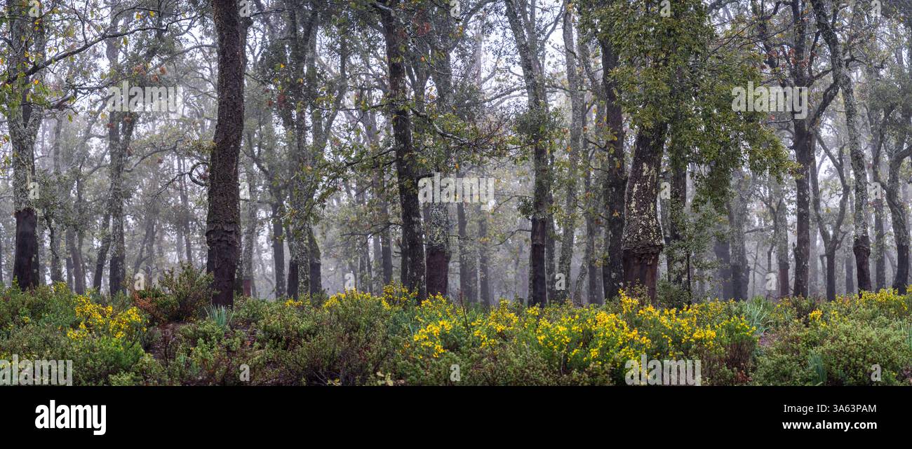 Cork oak forest, Quercus suber, near Moulay Abdeslam, Rift mountains ...