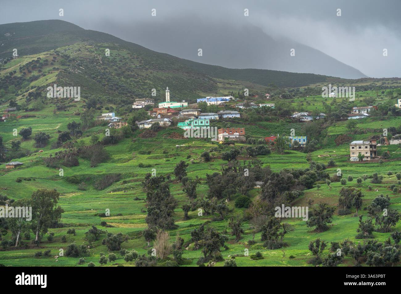 olive groves, Ihlale Al Oued and Rif Mountains, Chefchaouen province ...