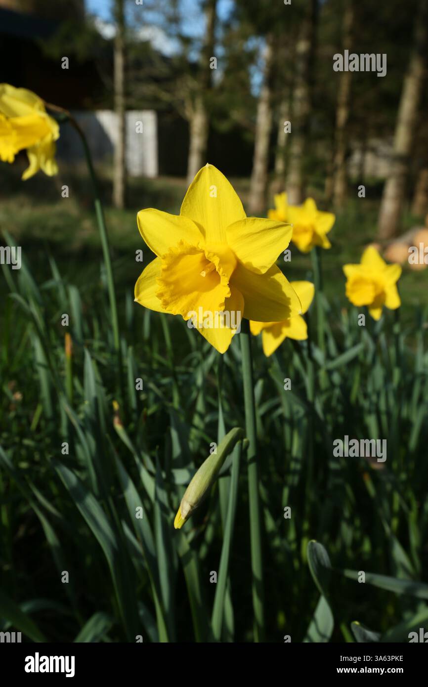 Longford, Ireland - 14th March 2025 - Wild Daffodils growing in a ...