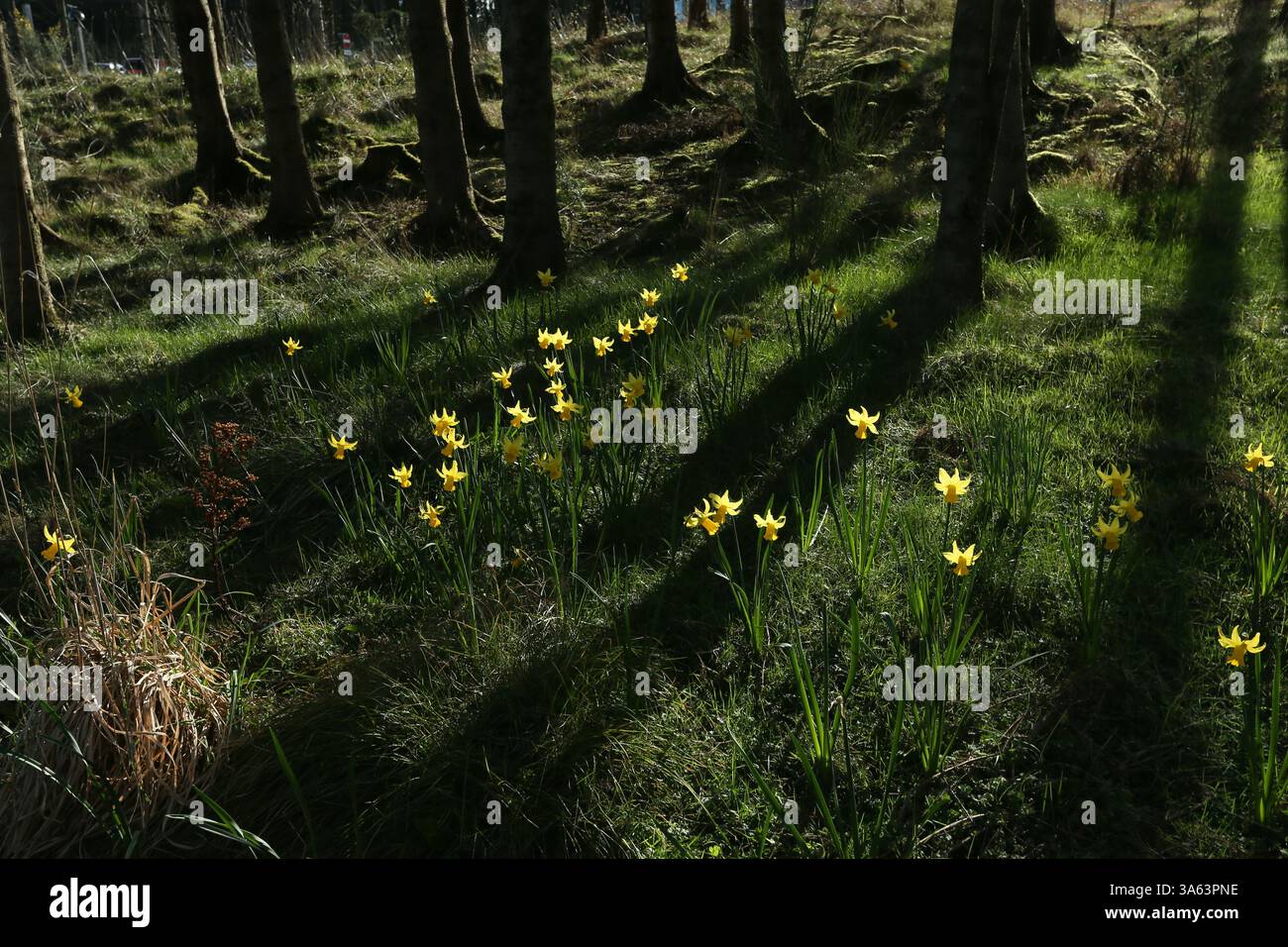 Longford, Ireland - 14th March 2025 - Wild Daffodils backlit by ...