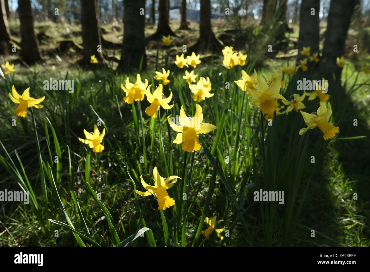 Longford, Ireland - 14th March 2025 - Wild Daffodils backlit by ...