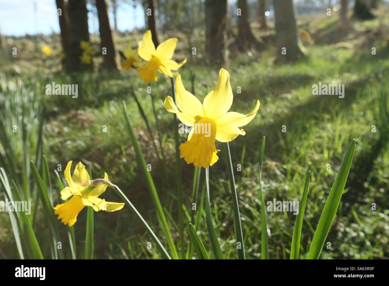 Longford, Ireland - 14th March 2025 - Wild Daffodils backlit by ...