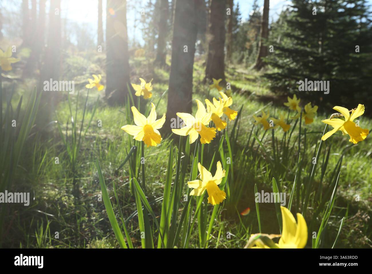 Longford, Ireland - 14th March 2025 - Wild Daffodils backlit by ...