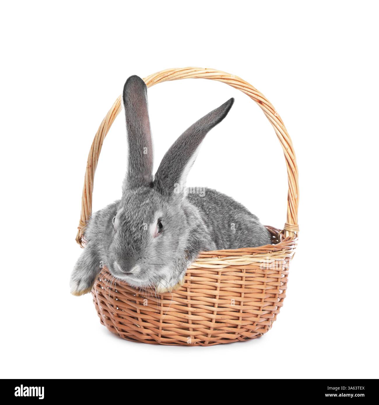 Fluffy grey rabbit in wicker basket on white background Stock Photo - Alamy