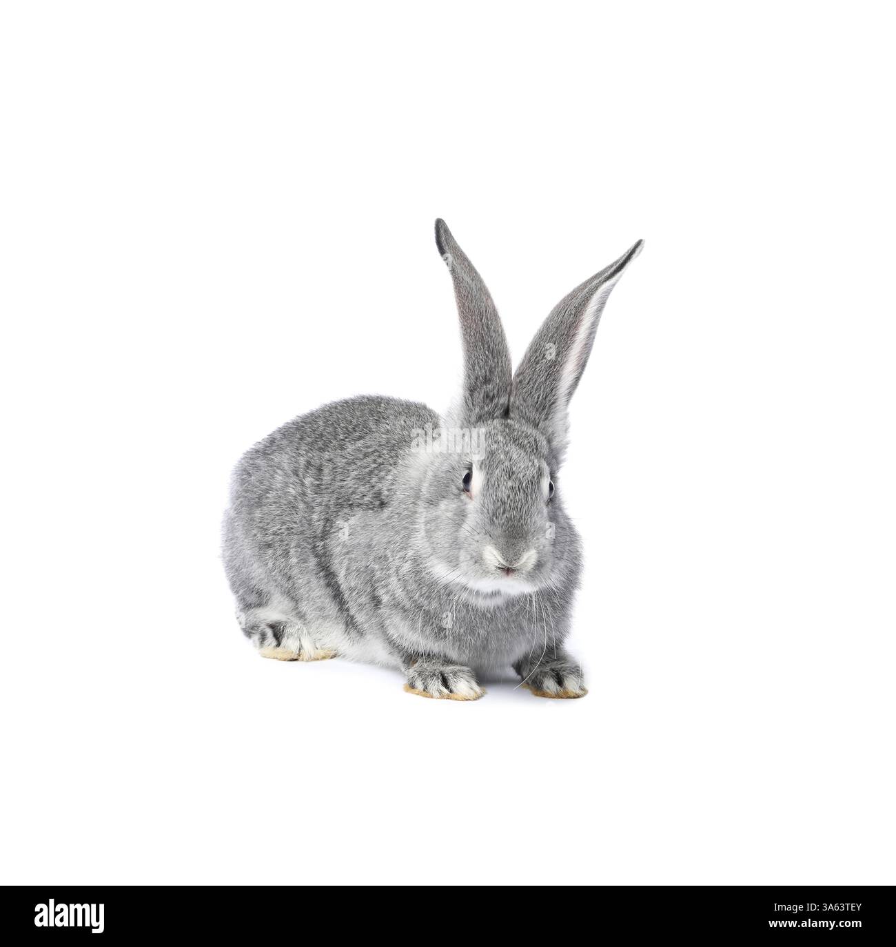 Fluffy grey rabbit on white background. Cute pet Stock Photo - Alamy
