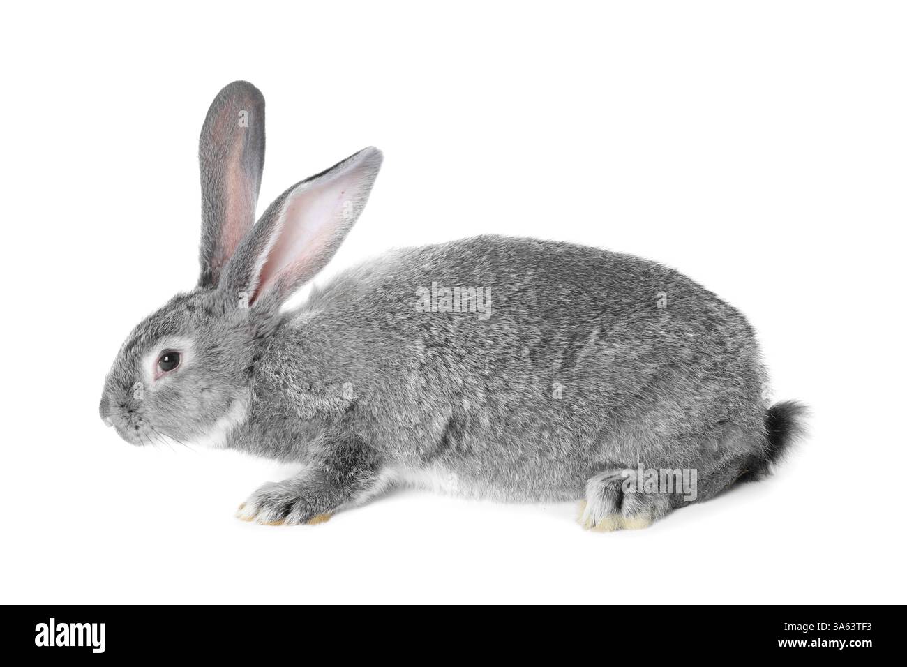 Fluffy grey rabbit on white background. Cute pet Stock Photo - Alamy