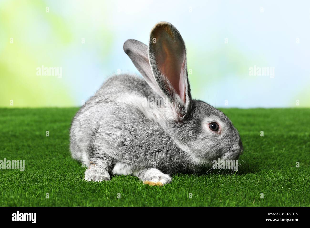 Grey bunny on grass hi-res stock photography and images - Alamy