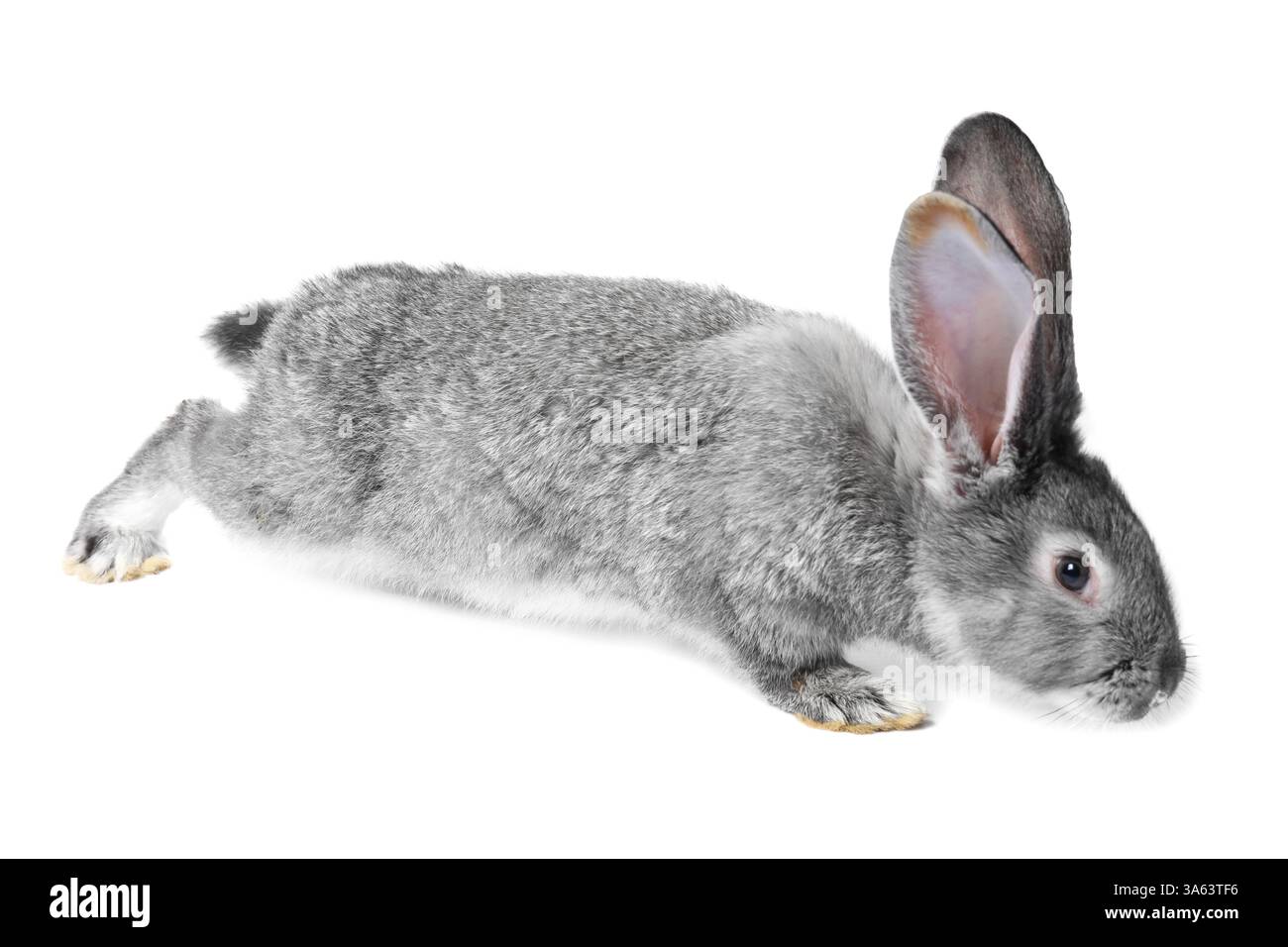 Fluffy grey rabbit on white background. Cute pet Stock Photo - Alamy