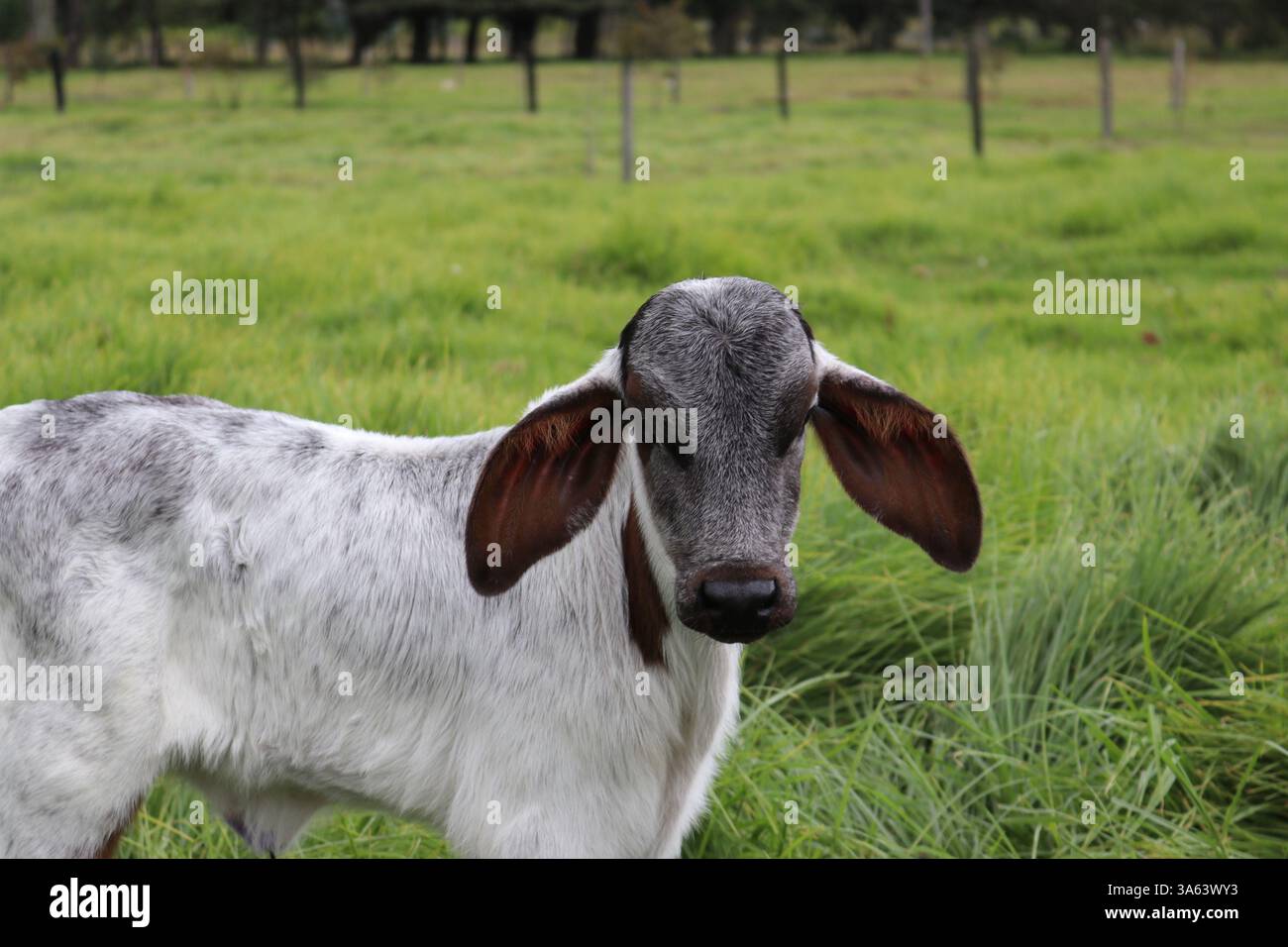 Passive gaze hi-res stock photography and images - Alamy