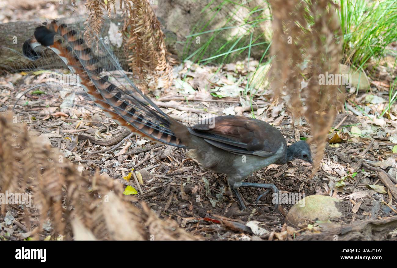 Male lyrebird in a Victorian rainforest,Australia Stock Photo - Alamy