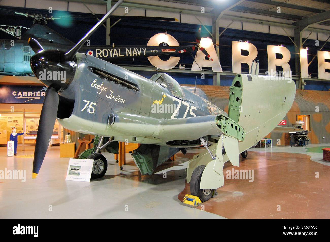 Firey Firefly, Royal Navy, WW2 aircraft on display Stock Photo - Alamy