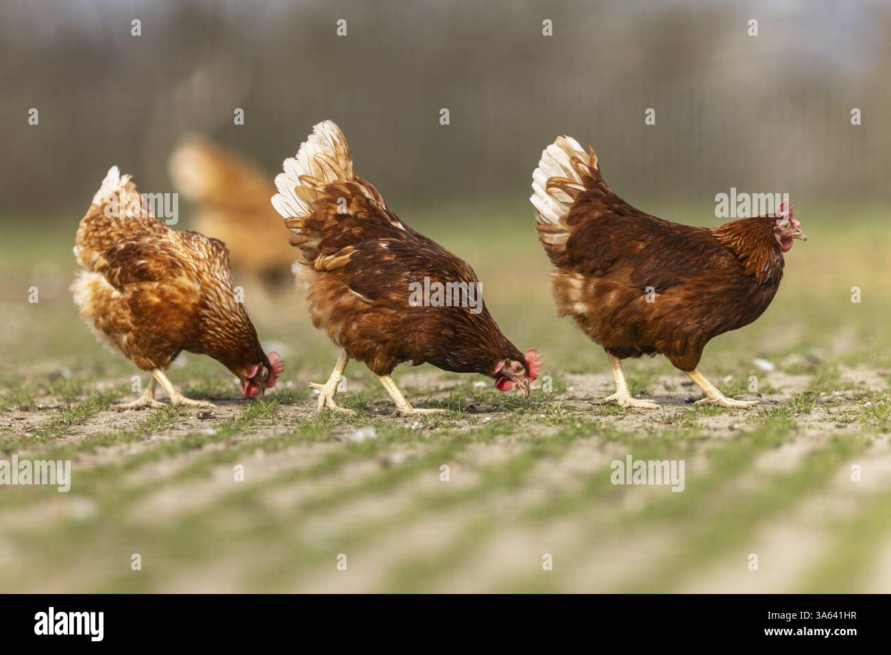 Three chickens pecking quietly in a meadow, domestic chicken, Rhineland ...