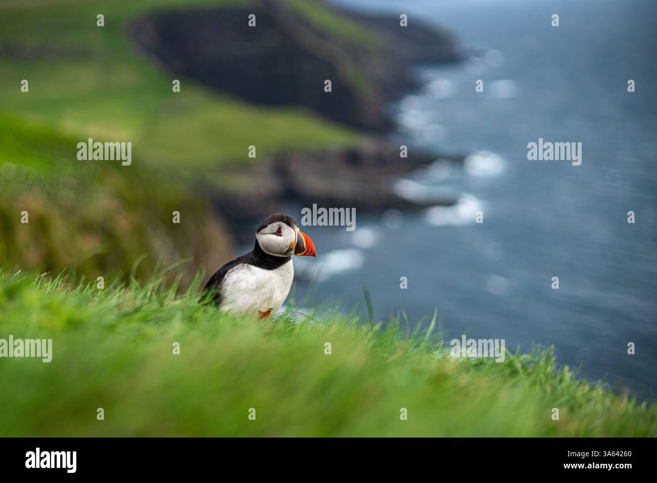 Island biodiversity artwork hi-res stock photography and images - Alamy
