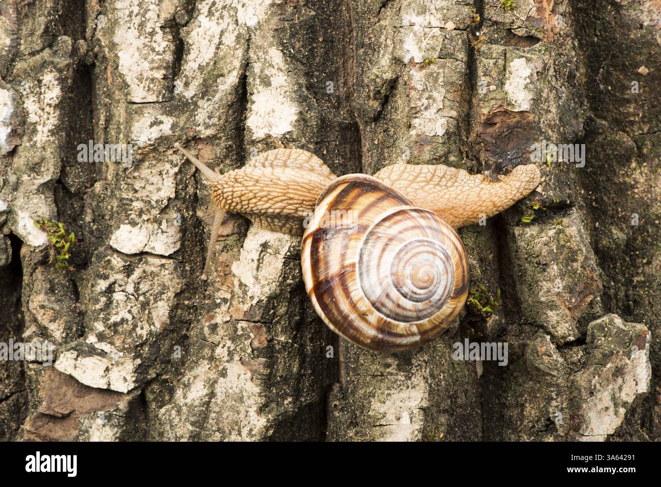 Snail on tree bark. Studio shot Stock Photo - Alamy