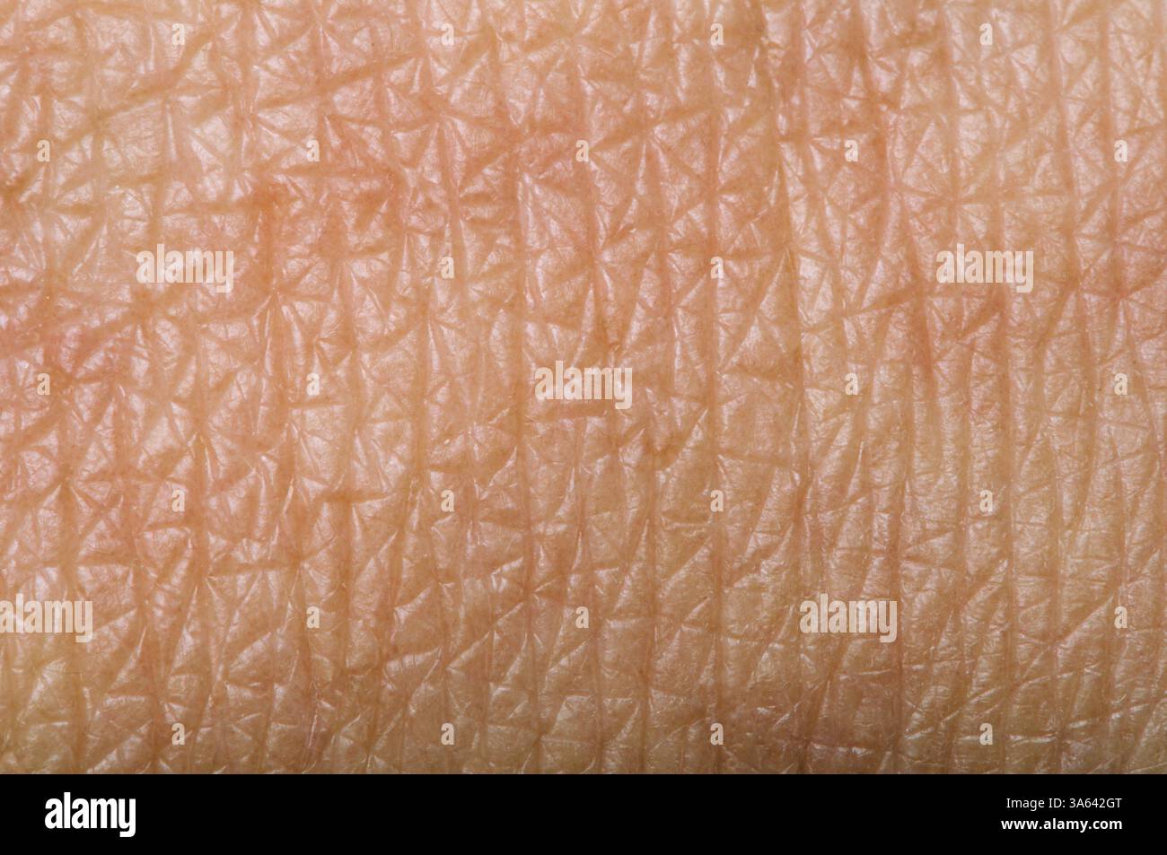 Human skin close up. Structure of Skin Stock Photo - Alamy