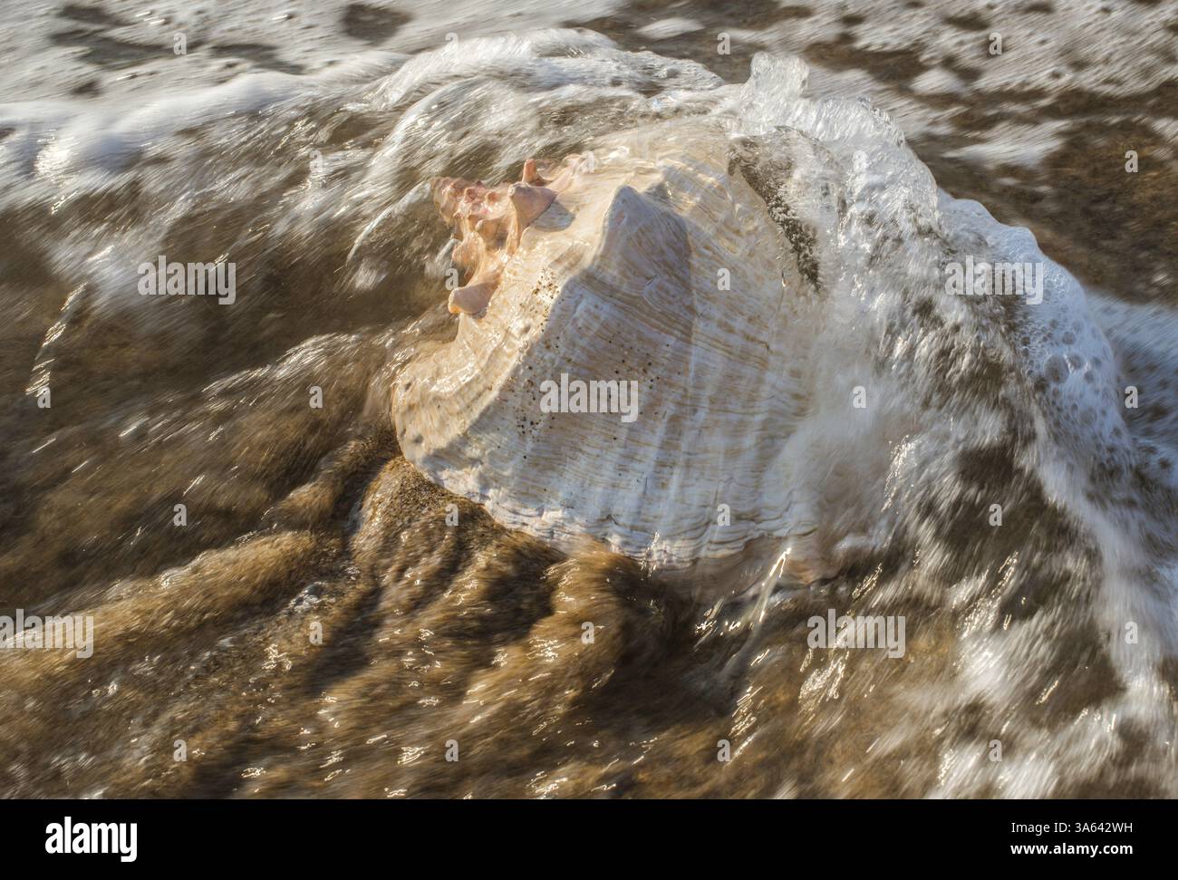 Shells on the beach. Sun light Stock Photo - Alamy