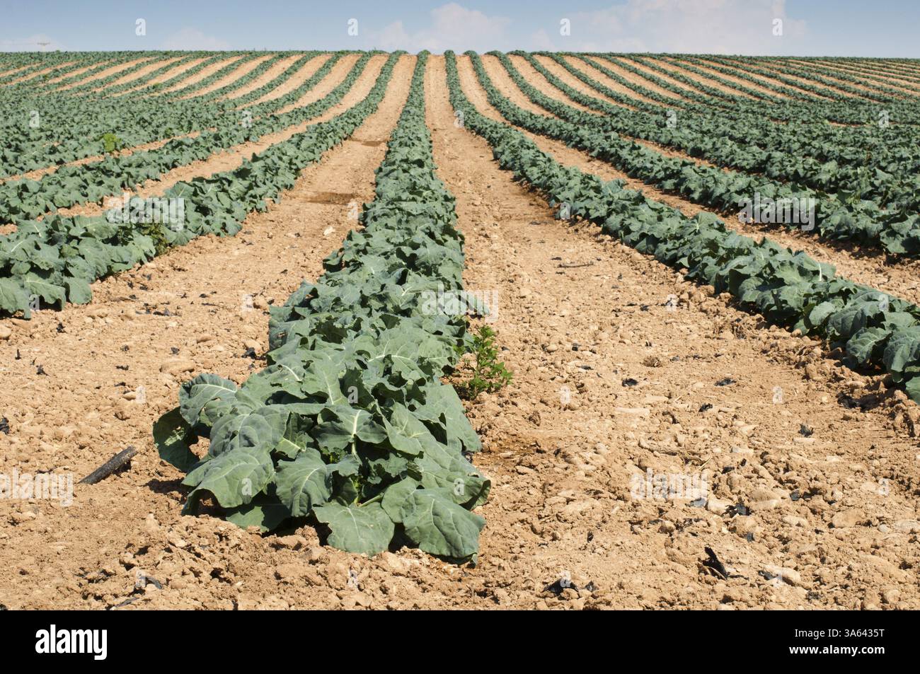 Cabbage plantation. Cabbage arranged in rows, clean soil Stock Photo ...