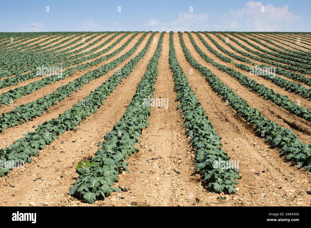 Cabbage plantation. Cabbage arranged in rows, clean soil Stock Photo ...