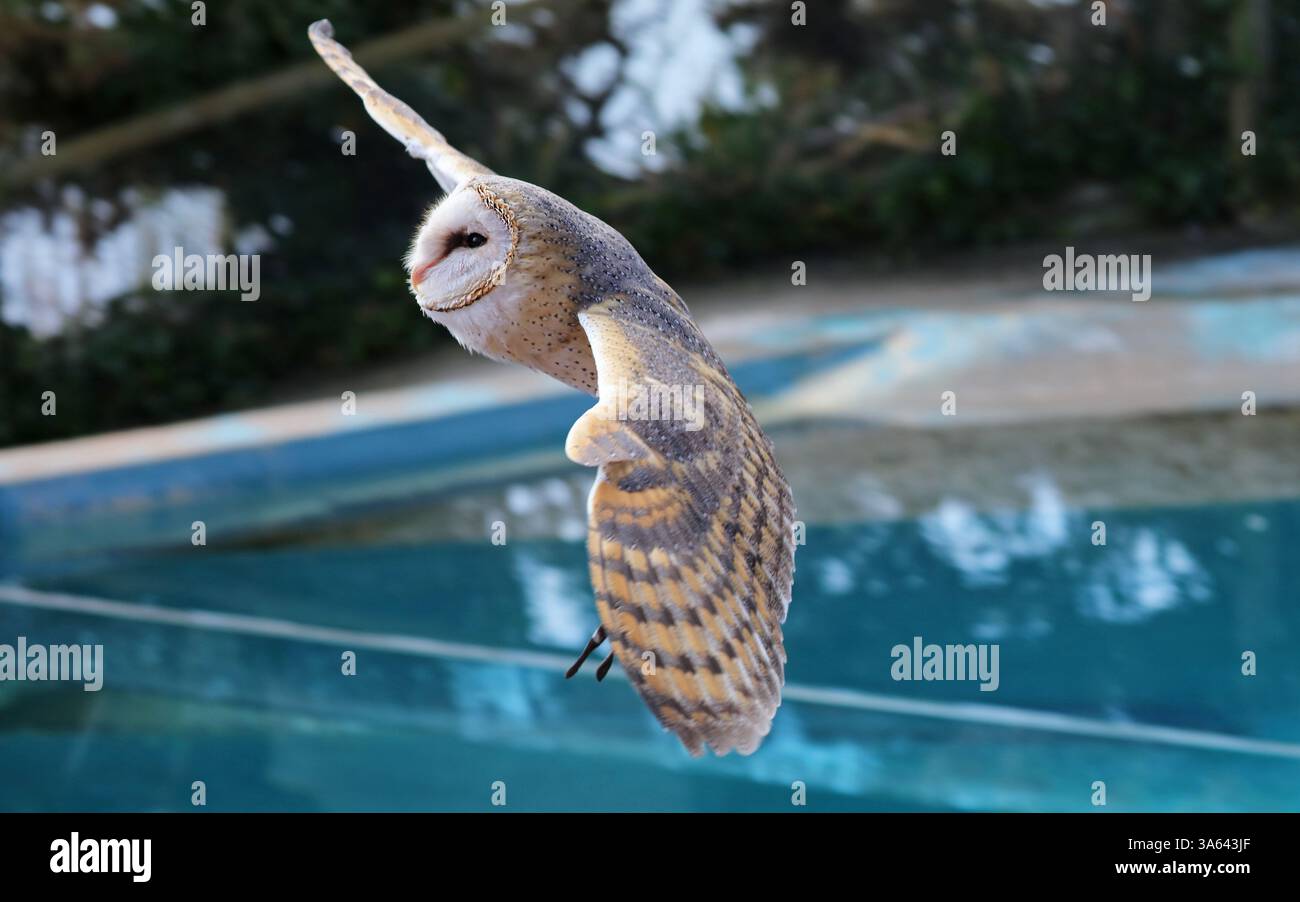 Flying Barn owl, nocturnal predator, France Stock Photo - Alamy