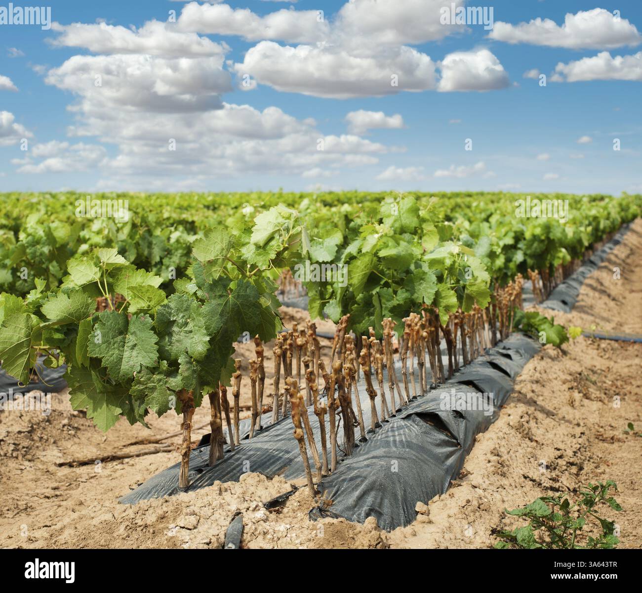 Rows vine plants in hi-res stock photography and images - Alamy