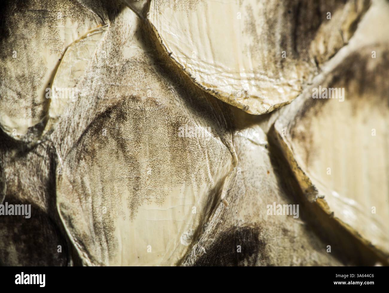 Texture of genuine snakeskin. Close up real leather texture Stock Photo ...