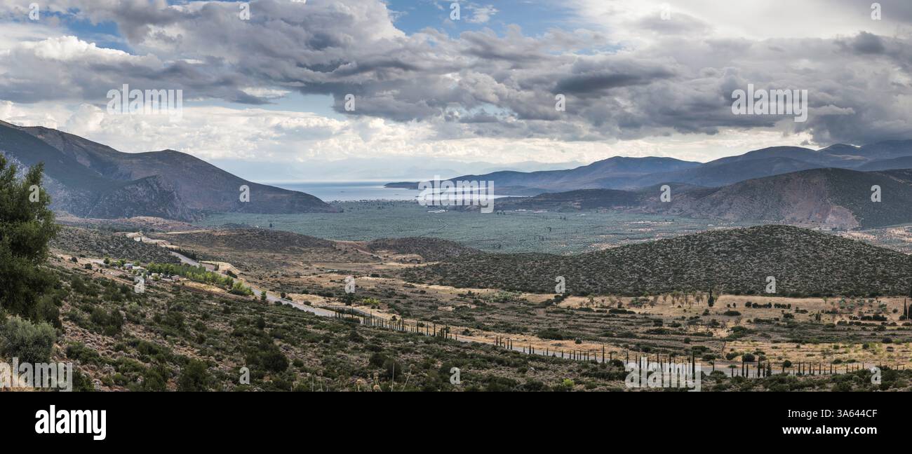 Olive trees in Delphi, Greece. Sea on the background. Greece Stock ...