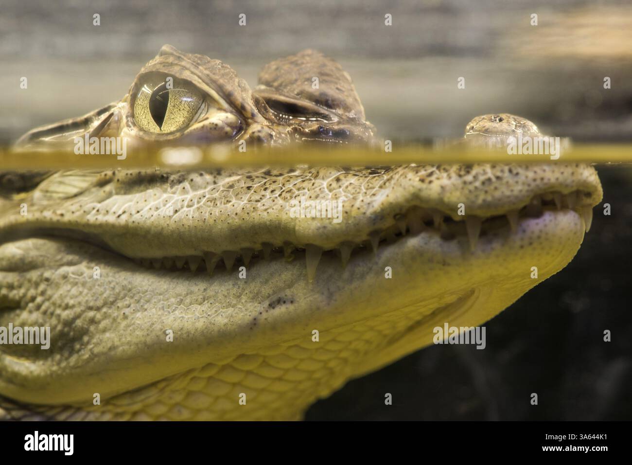 Crocodile in water. Underwater look Stock Photo - Alamy