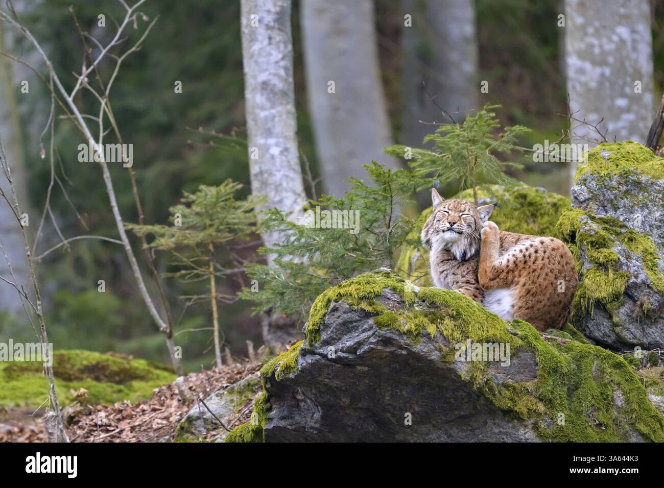 Lying lynx (Lynx lynx) on a moss-covered rock in the forest, Captive ...