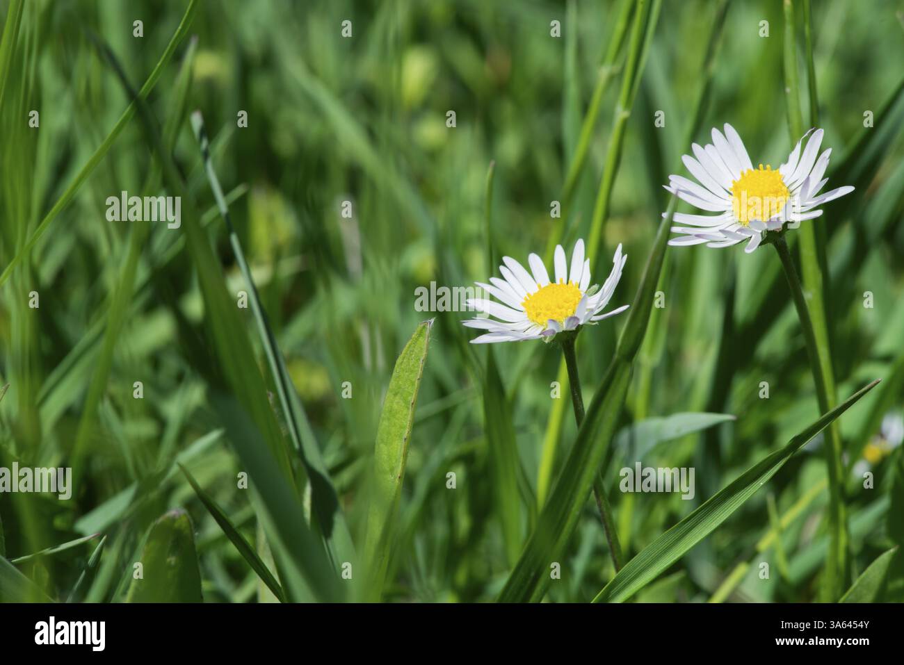 Spring flowers daisies close up Stock Photo - Alamy