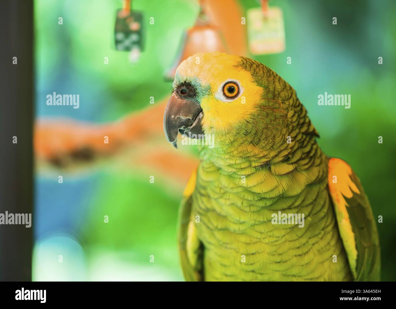 Green parrot perched on a swing Stock Photo - Alamy