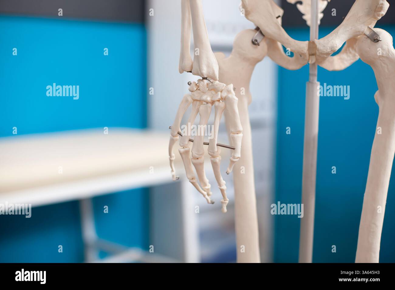 Closeup of hand skeleton placed in empty clinic office with hospital ...