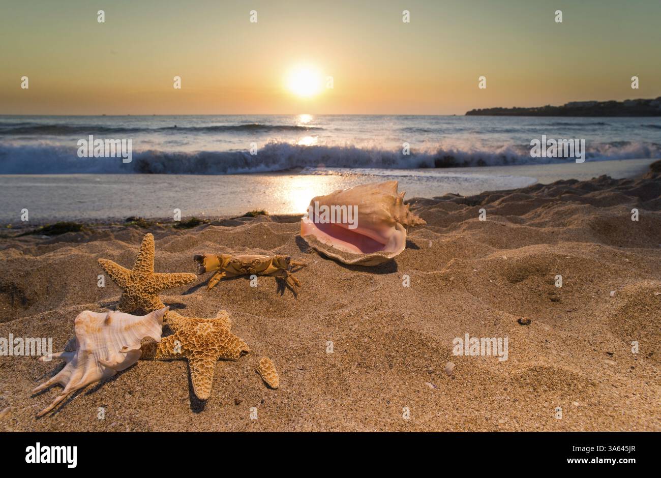 Sunrise on the beach. Shells in closeup Stock Photo - Alamy