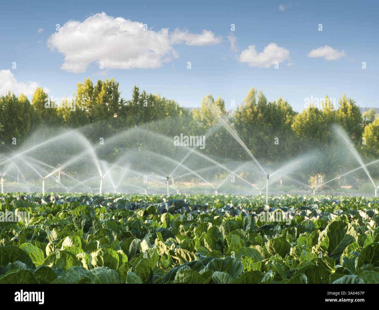 Water sprinklers in vegetable garden hi-res stock photography and ...