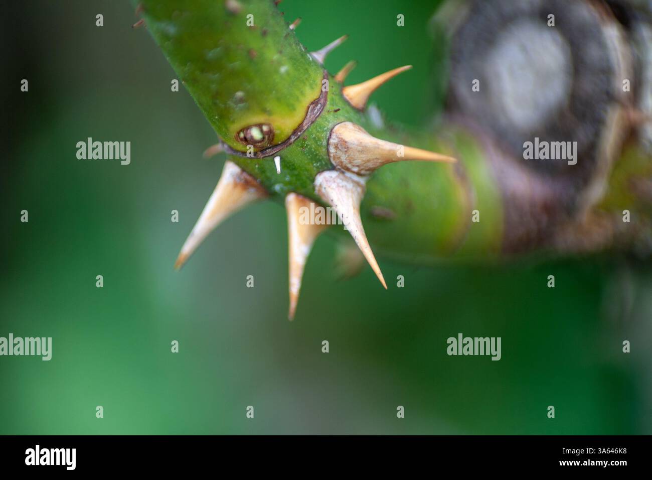 Thorn bush picture hi-res stock photography and images - Alamy