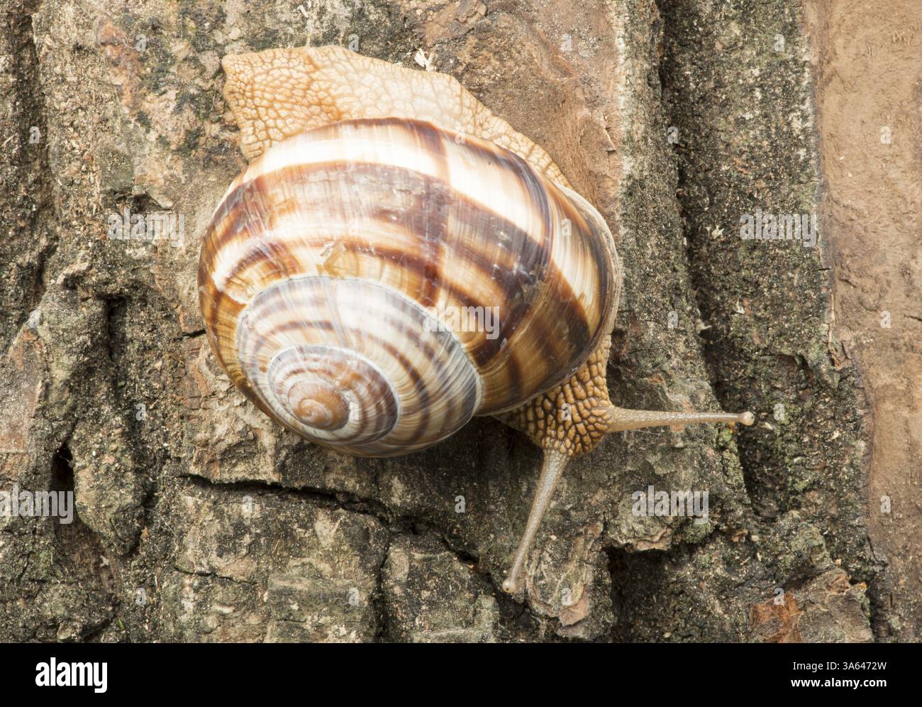 Detailed picture tree bark hi-res stock photography and images - Alamy