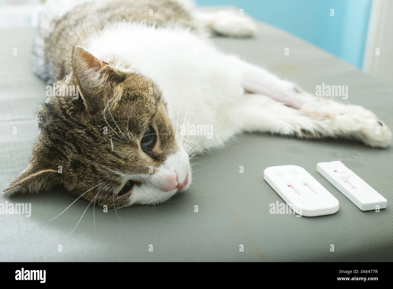 Veterinary Blood test. Cat in vetrinary Stock Photo - Alamy