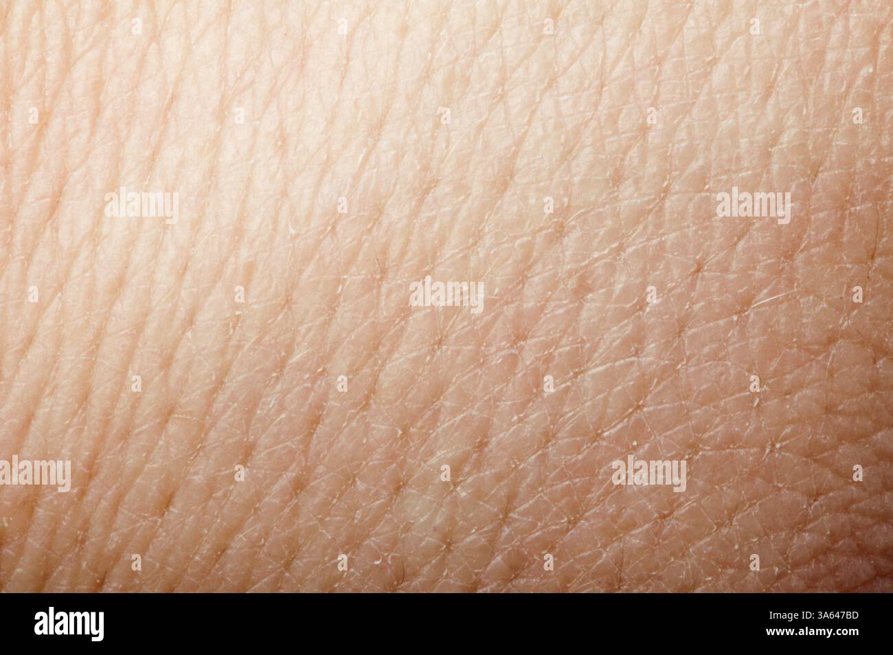 Human skin close up. Structure of Skin Stock Photo - Alamy