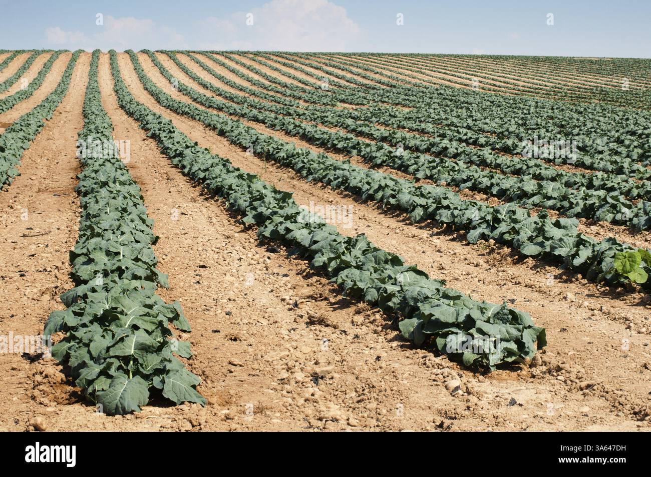 Cabbage plantation. Cabbage arranged in rows, clean soil Stock Photo ...