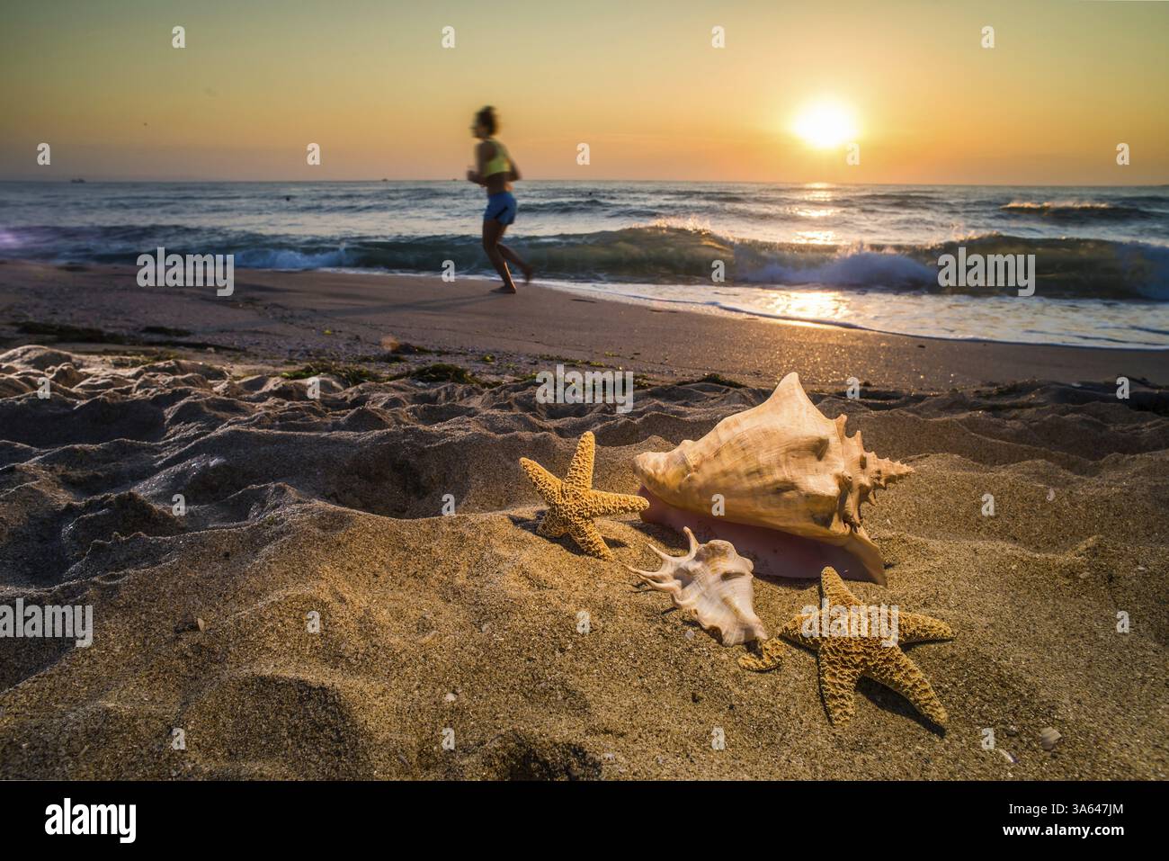 Sunrise on the beach. Shells in closeup Stock Photo - Alamy