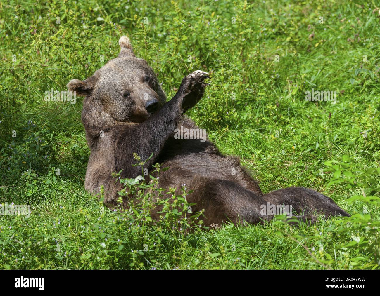 Brown bear (Ursus arctos) lying on its back on a forest meadow and ...