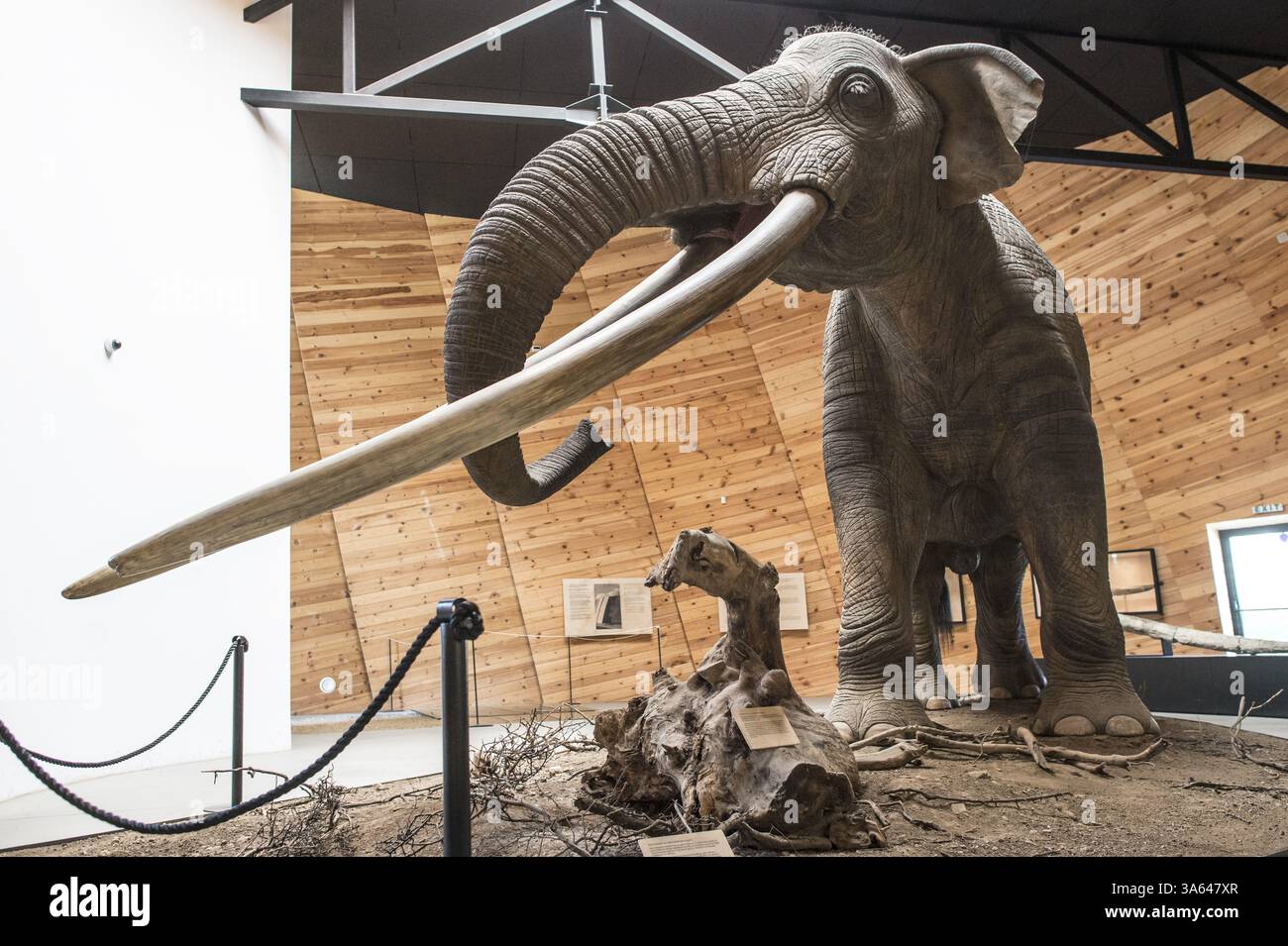 Mammoths and mastodons hi-res stock photography and images - Alamy