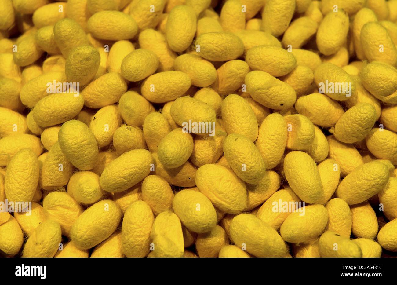Coloured cocoons of the silkworm, silkworm moth, also known as mulberry ...