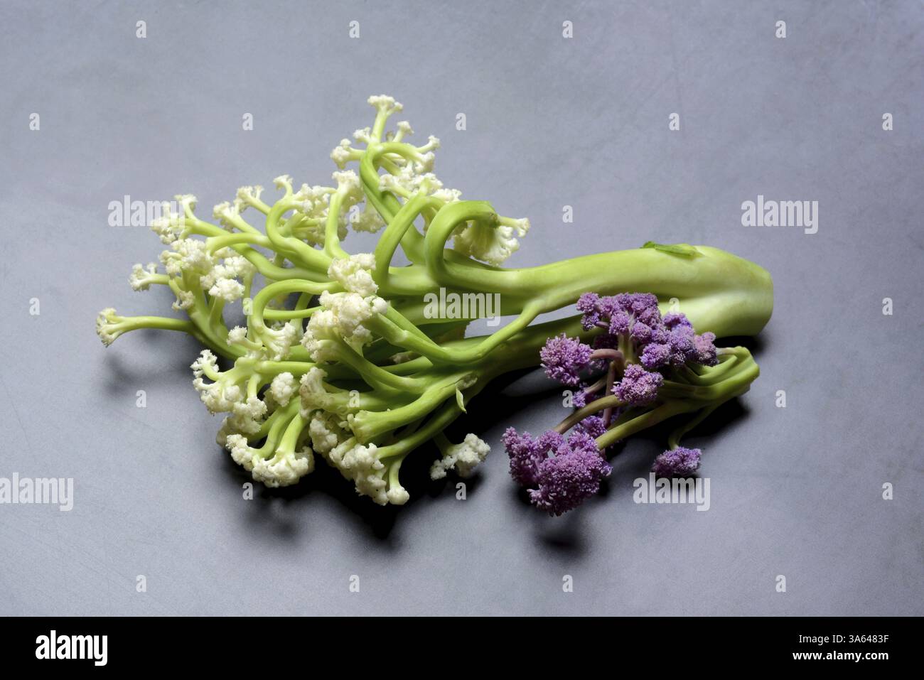 Fioretto vegetable hi-res stock photography and images - Alamy
