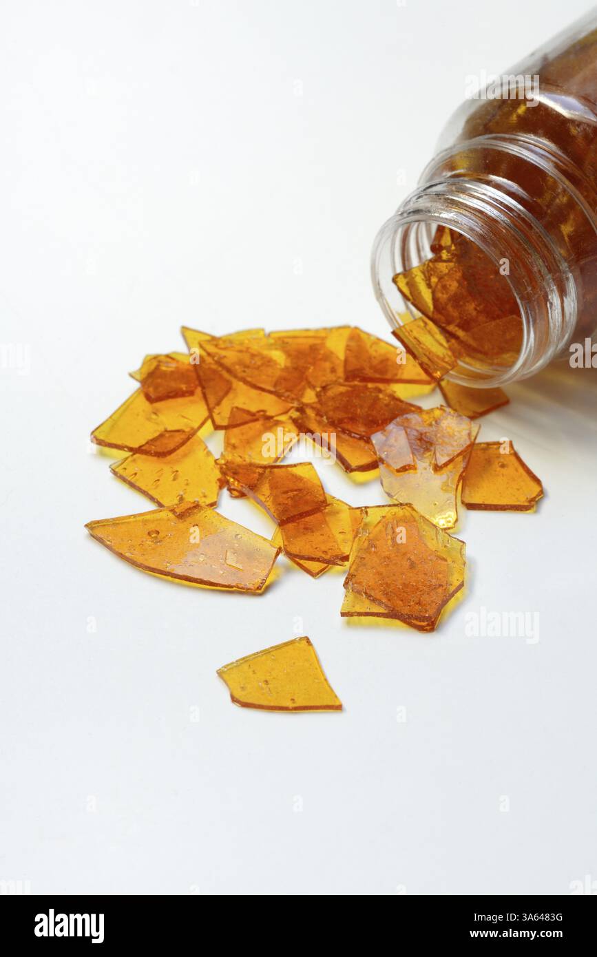 Shellac, shellac platelets, resin of the lacquer scale insect, Kerria ...