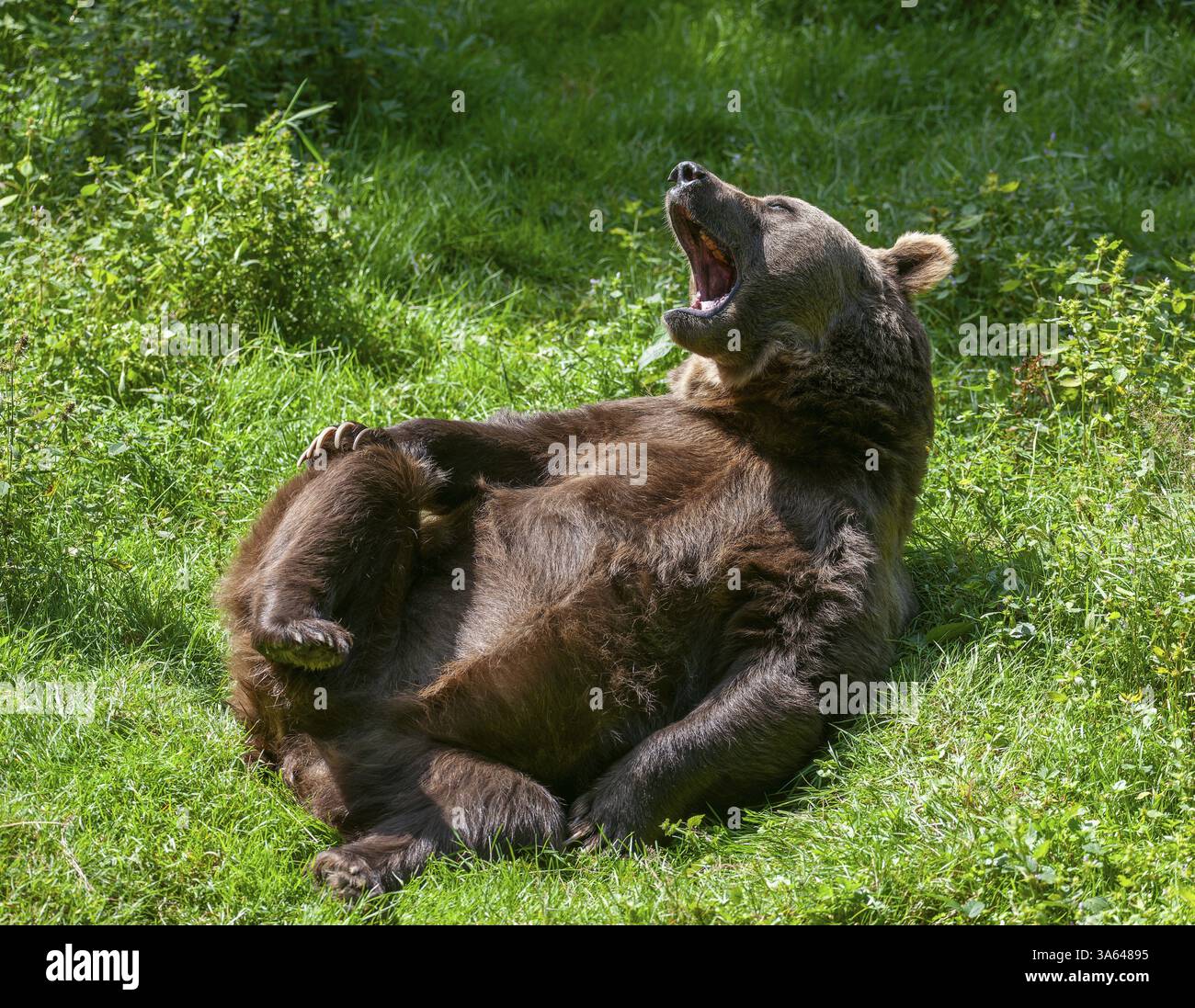 Brown bear (Ursus arctos) lying on its back on a forest meadow and ...