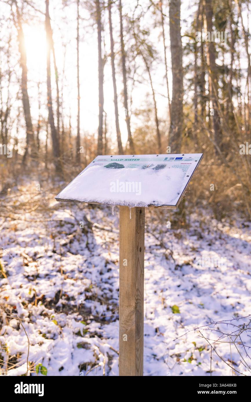 Snow-covered information board with sun shining through the trees in ...