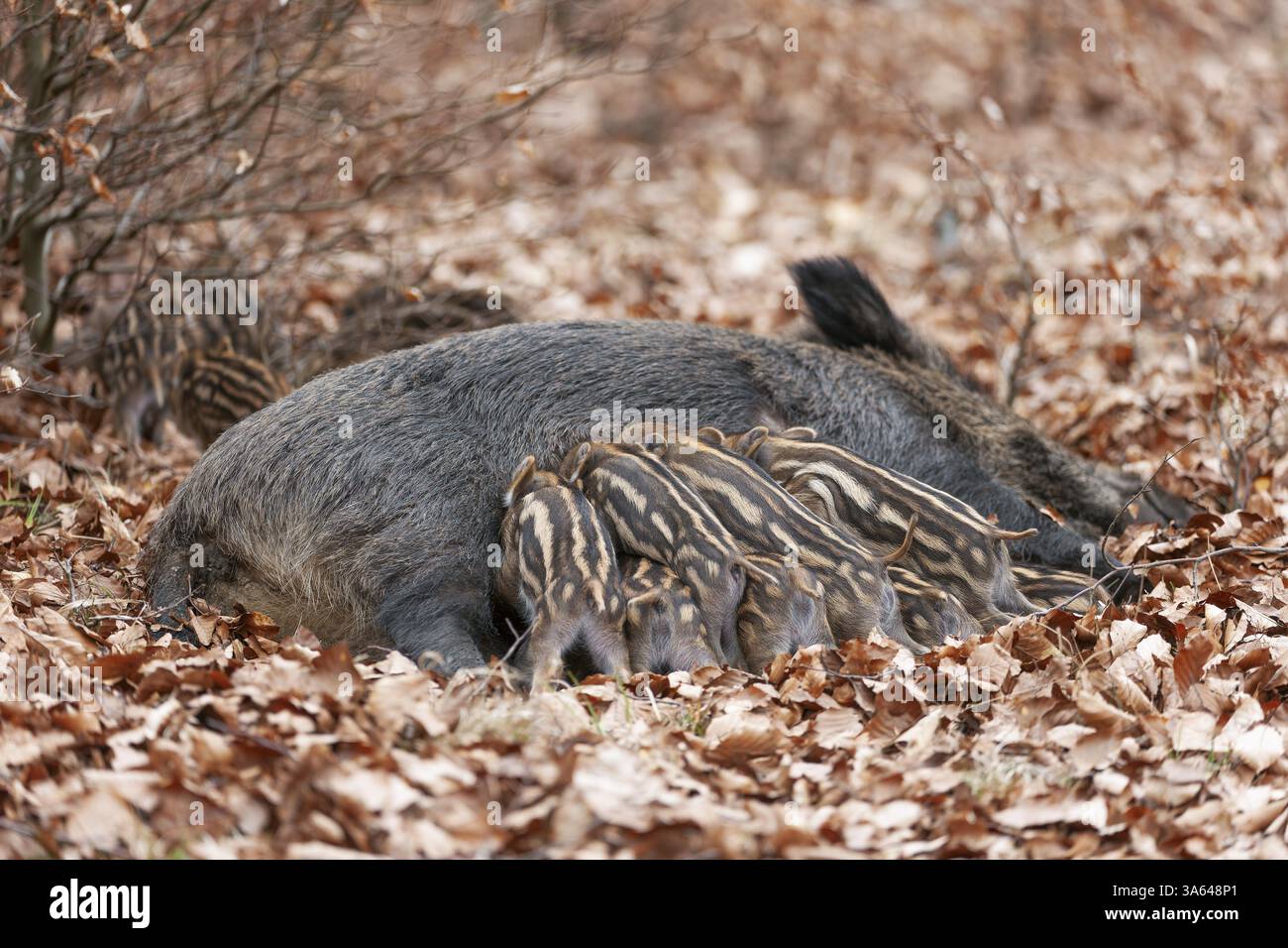 Wild boar, wild boar (Sus scrofa), a female lies on the ground and ...