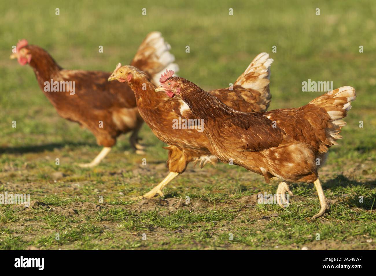 Chicken goes chickens on green hi-res stock photography and images - Alamy