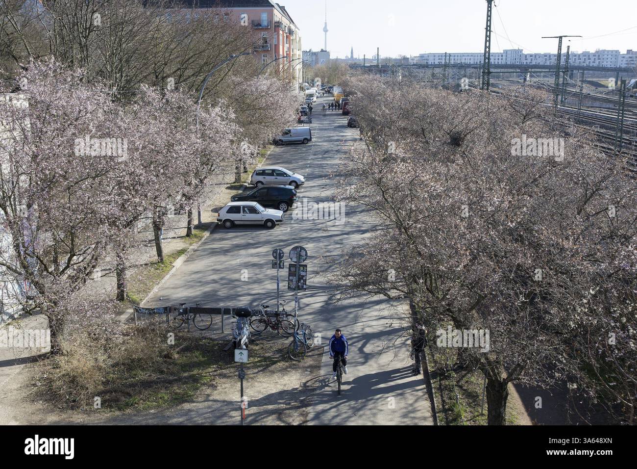 The first cherry trees blossom in Berlin like here in Norwegerstrasse ...