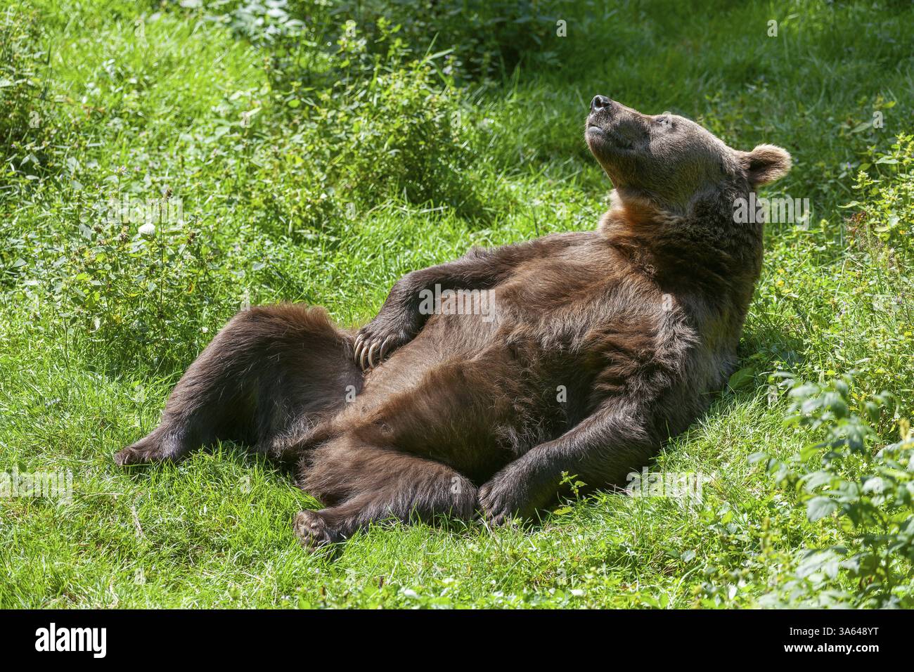 Brown bear (Ursus arctos) lying on its back on a forest meadow and ...